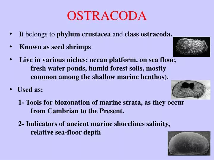 PPT - OSTRACODA PowerPoint Presentation, free download - ID:5535145
