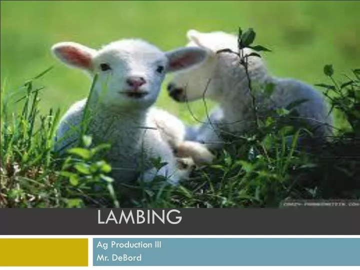 PPT - Lambing PowerPoint Presentation, free download - ID:5535343