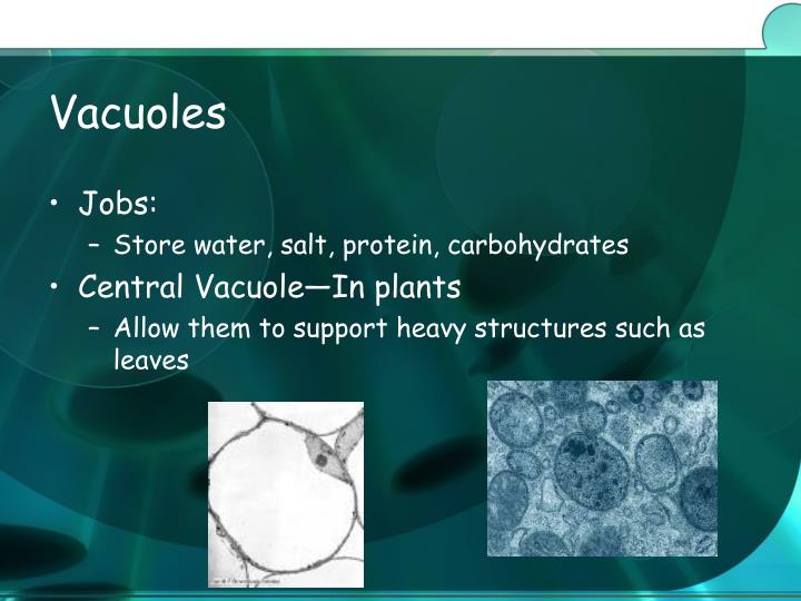 PPT - Cell Structure and Function PowerPoint Presentation - ID:5535747