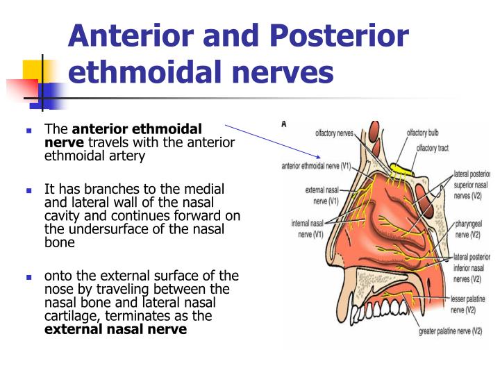 PPT - The Nasal Cavity PowerPoint Presentation - ID:5535921