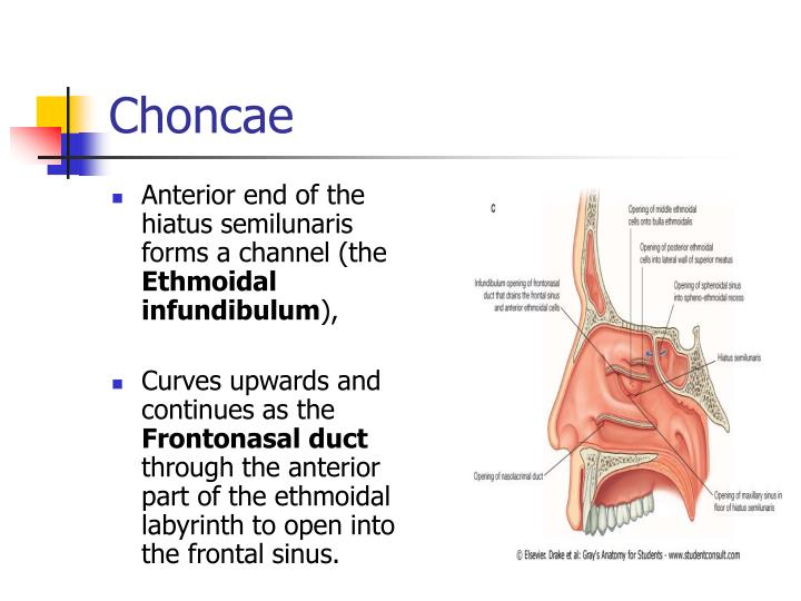 PPT - The Nasal Cavity PowerPoint Presentation - ID:5535921
