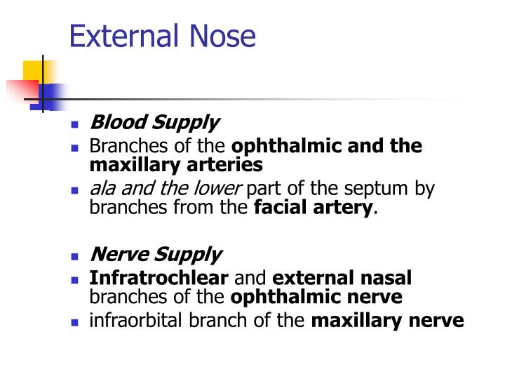 PPT - The Nasal Cavity PowerPoint Presentation - ID:5535921