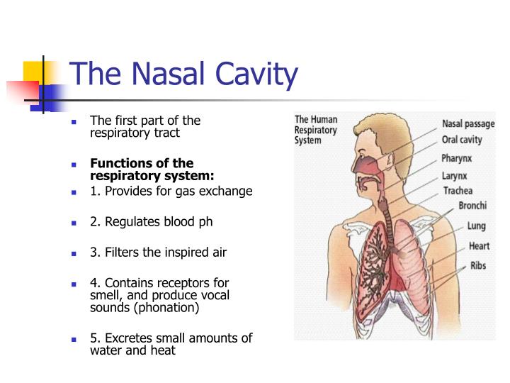 PPT - The Nasal Cavity PowerPoint Presentation - ID:5535921