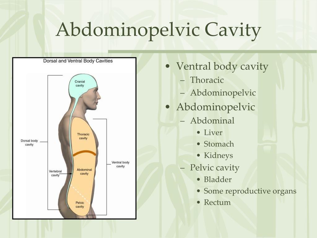 Ppt The Abdomen Powerpoint Presentation Free Download Id 5535939