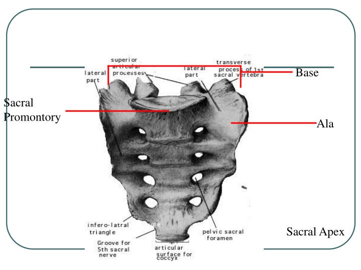 PPT - Vertebral Column PowerPoint Presentation - ID:5535962