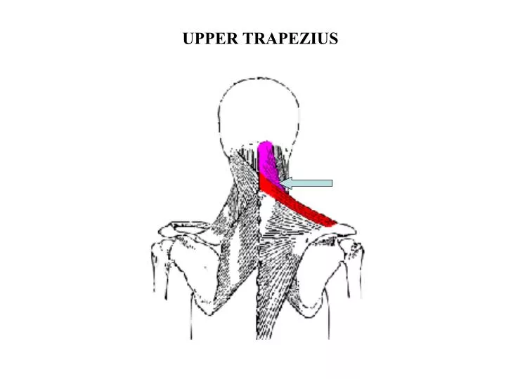 PPT - UPPER TRAPEZIUS PowerPoint Presentation, free download - ID:5536021