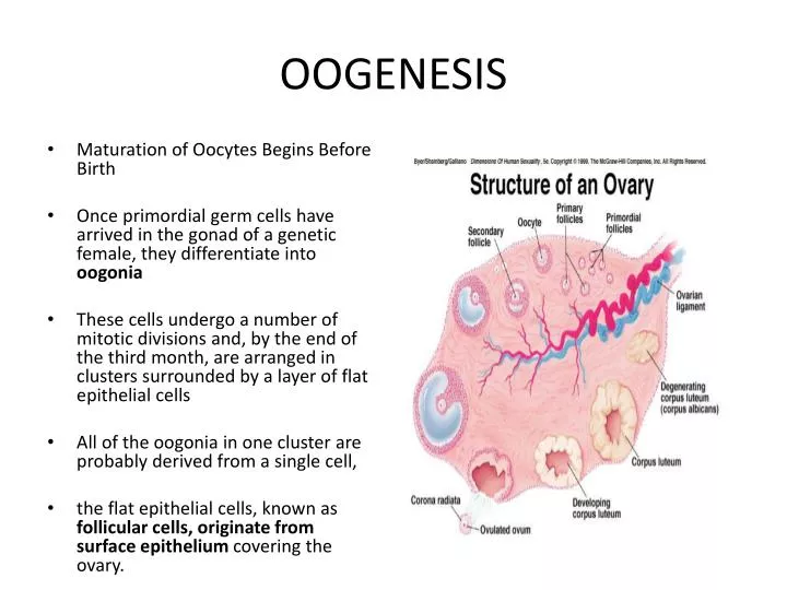 Ppt Oogenesis Powerpoint Presentation Free Download Id 5536399