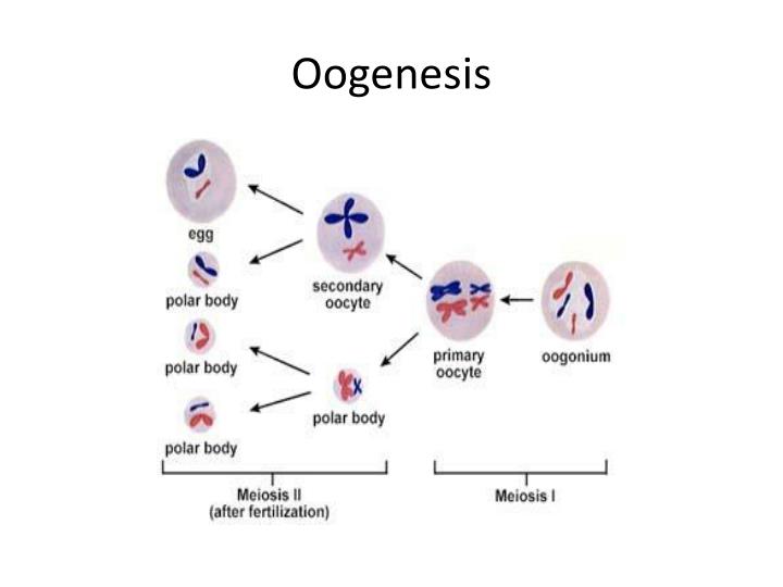 PPT - OOGENESIS PowerPoint Presentation - ID:5536399