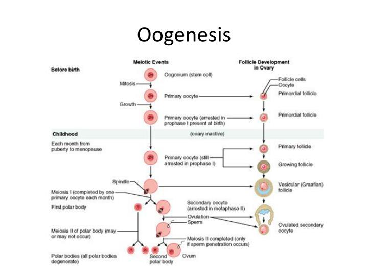 PPT - OOGENESIS PowerPoint Presentation - ID:5536399