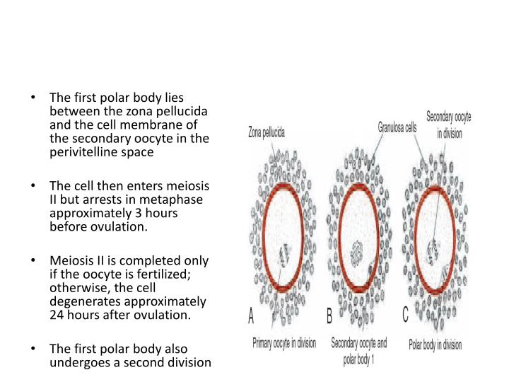 PPT - OOGENESIS PowerPoint Presentation - ID:5536399