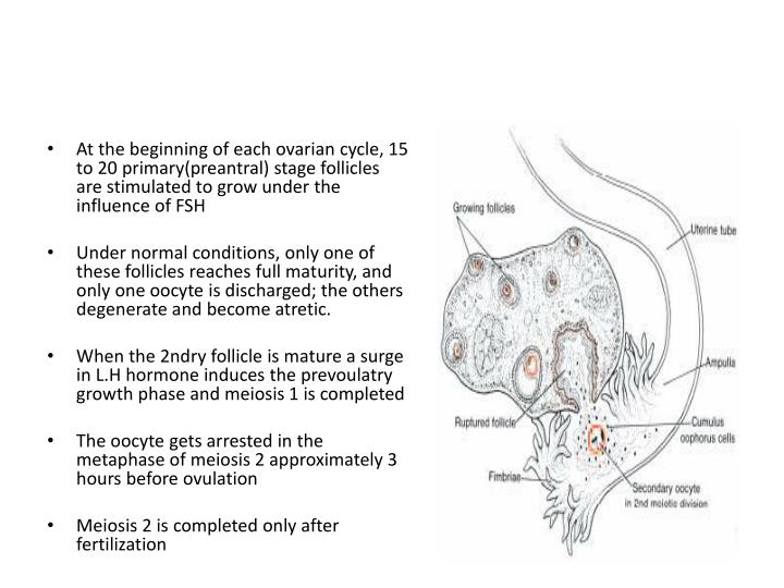 PPT - OOGENESIS PowerPoint Presentation - ID:5536399