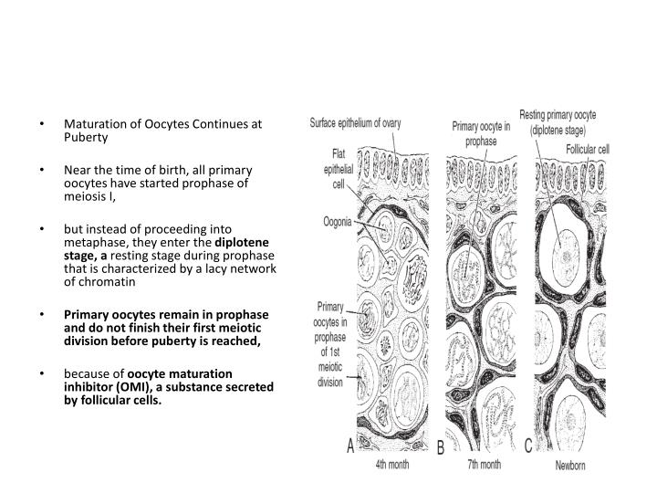 PPT - OOGENESIS PowerPoint Presentation - ID:5536399