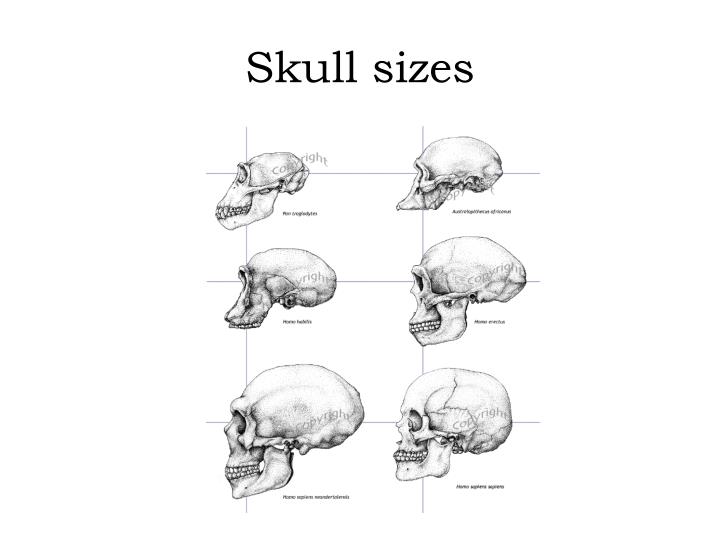 PPT - Skull and Vertebral Column PowerPoint Presentation - ID:5537367