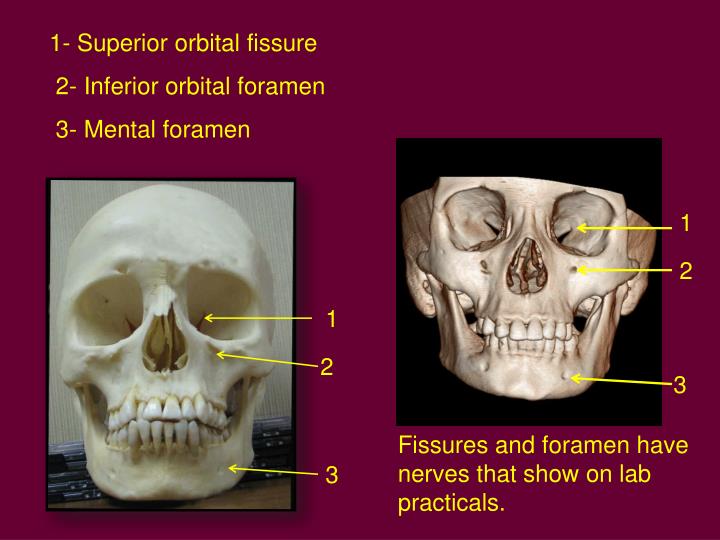PPT - M-1 RADIOLOGY Head and Neck PowerPoint Presentation - ID:5537403