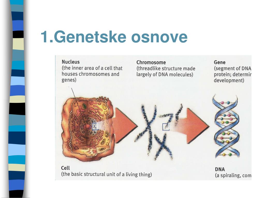PPT - BIOLOŠKE OSNOVE PSIHIČKOG ŽIVOTA PowerPoint Presentation, free ...