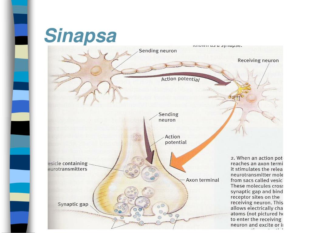 PPT - BIOLOŠKE OSNOVE PSIHIČKOG ŽIVOTA PowerPoint Presentation, free ...
