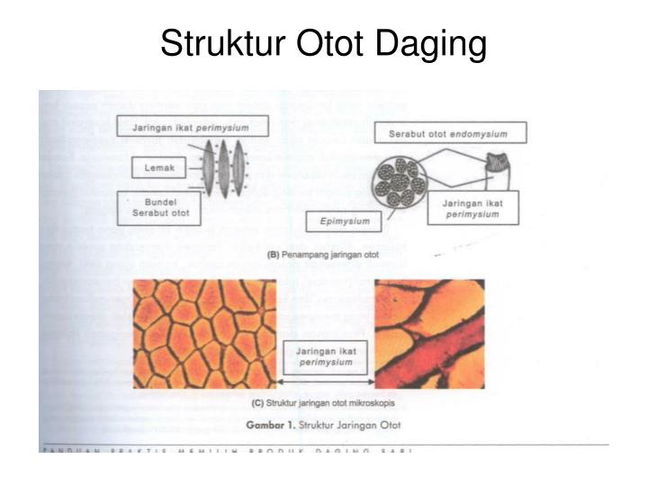 PPT - DAGING Kuliah I PowerPoint Presentation - ID:5540705
