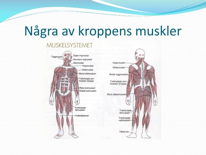 PPT - Anatomi Läran om kroppens uppbyggnad PowerPoint Presentation - ID ...