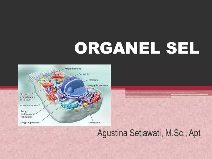 PPT - ORGANEL SEL PowerPoint Presentation, free download - ID:5540735