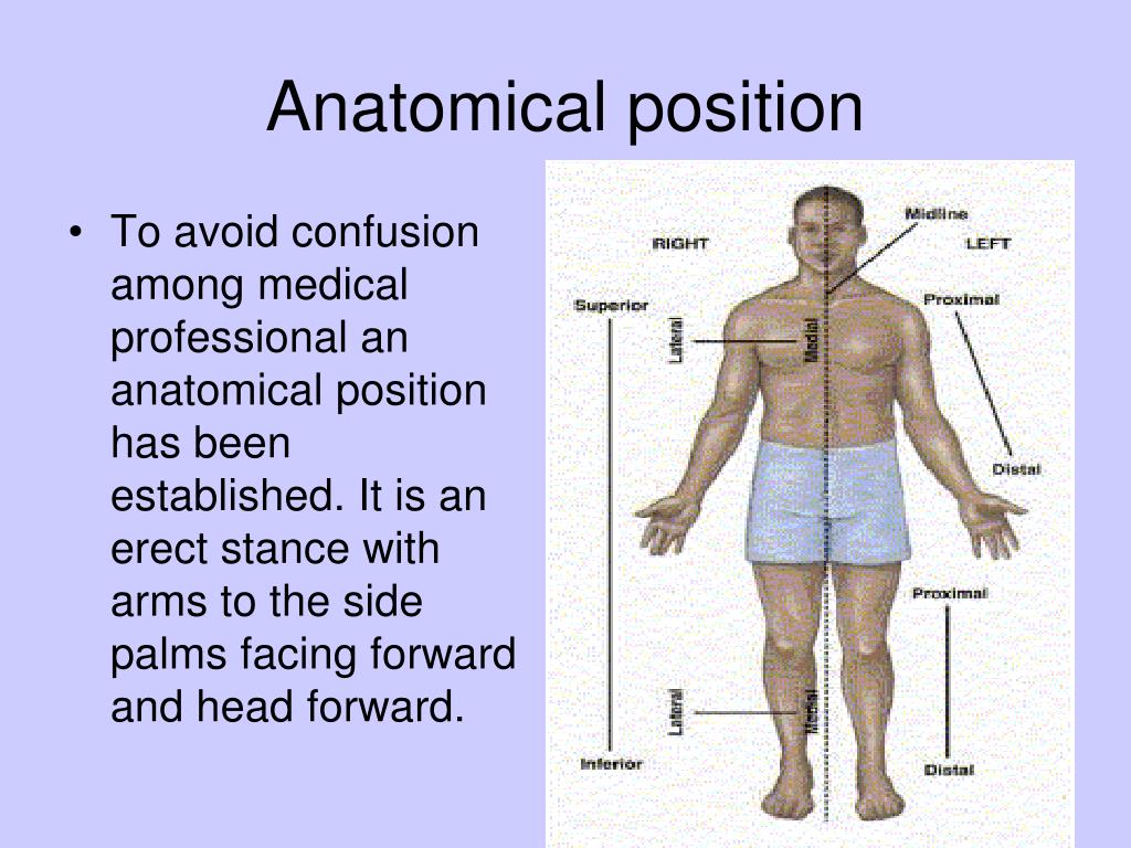 Anatomical Positions And Directions Anatomical Positions And Directions
