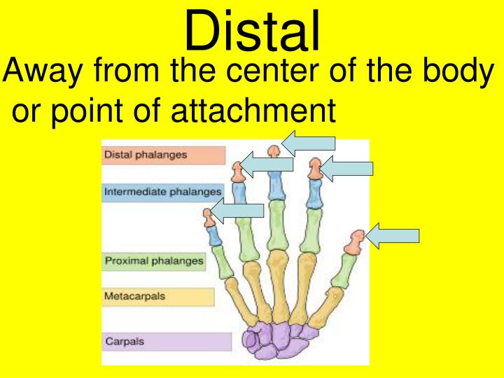 PPT - Chapter 1 Introduction to Anatomy PowerPoint Presentation - ID ...