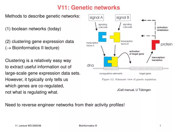 PPT - V11: Genetic networks PowerPoint Presentation, free download - ID ...