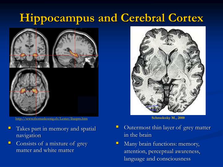 PPT - Volumetric Analysis of Brain Structures Using MR Imaging ...