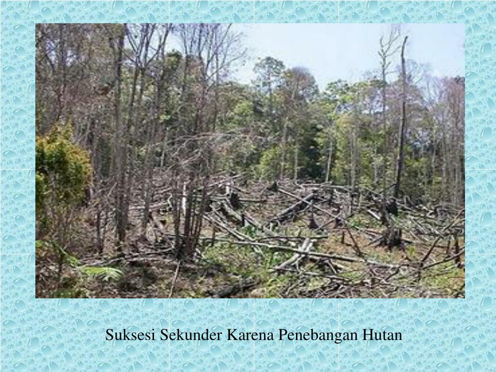 PPT - SUKSESI ( Definisi, Pendekatan Kajian, Konsep Klimaks ...