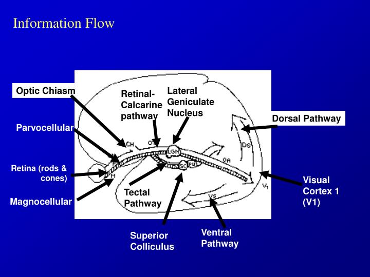 PPT - Visual Cognition PowerPoint Presentation - ID:5546115
