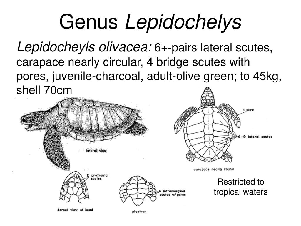 PPT - Conservation and Ecology of Marine Reptiles MARE 490 Dr. Turner ...