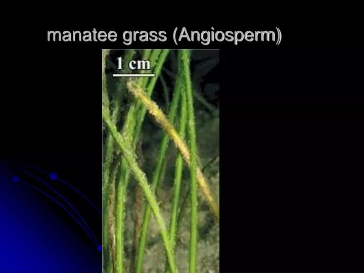 PPT - manatee grass (Angiosperm) PowerPoint Presentation, free download ...