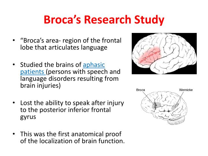 PPT - The Biological Perspective on Psychology PowerPoint Presentation ...