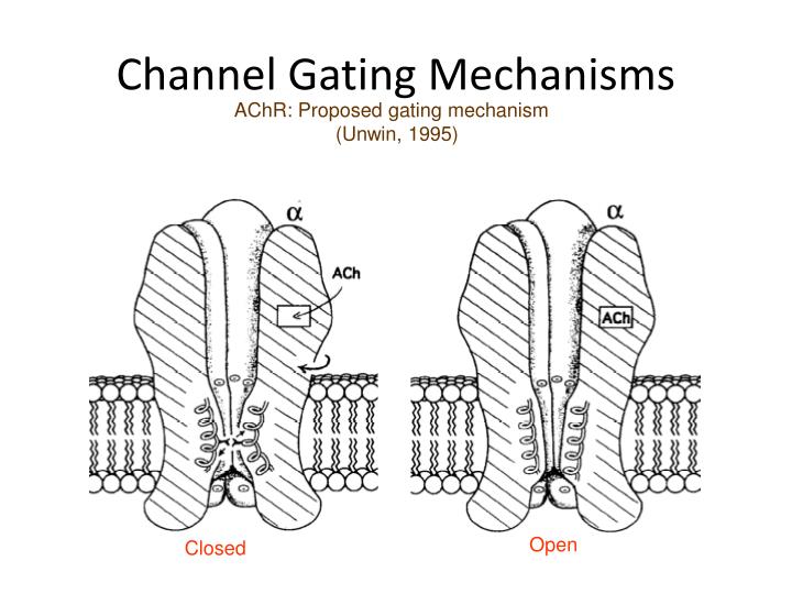 PPT - Ligand-Gated Ion Channels PowerPoint Presentation - ID:5548267