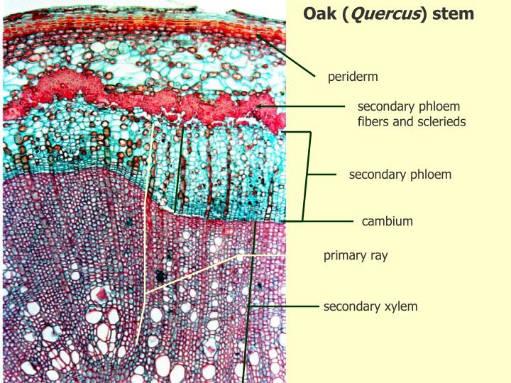 PPT - The origin of the secondary plant body and the periderm ...