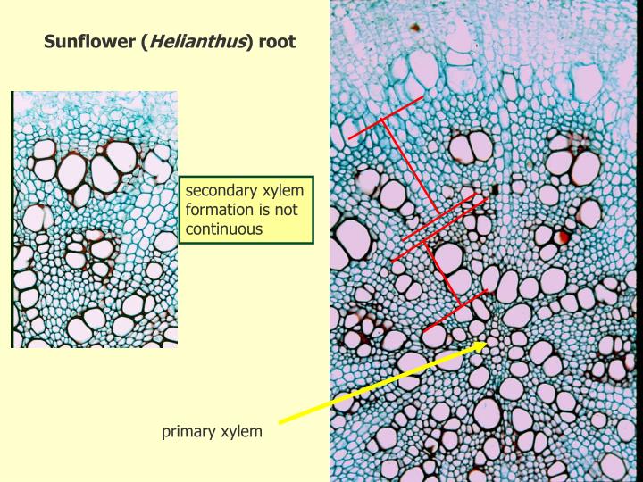PPT - The origin of the secondary plant body and the periderm ...