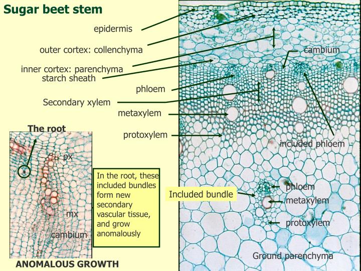 PPT - The origin of the secondary plant body and the periderm ...