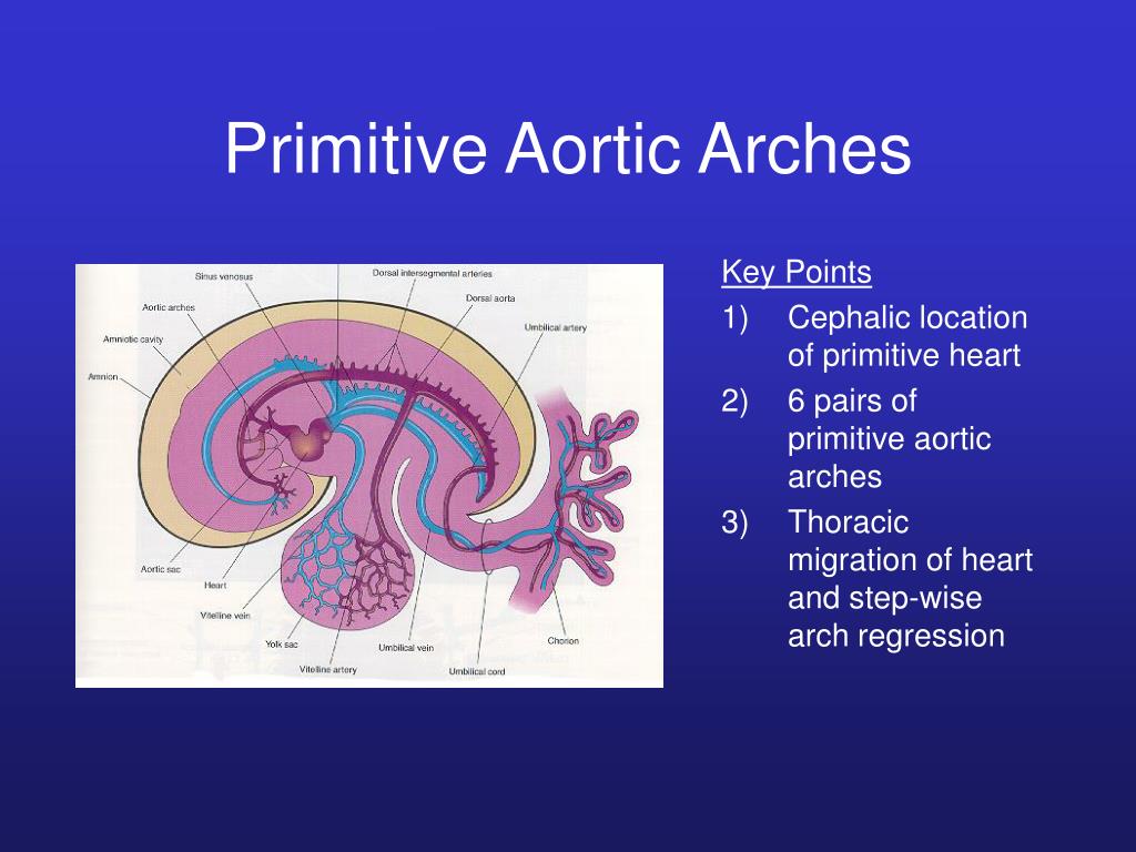 PPT - Cerebrovascular Embryology October 6, 2000 PowerPoint ...