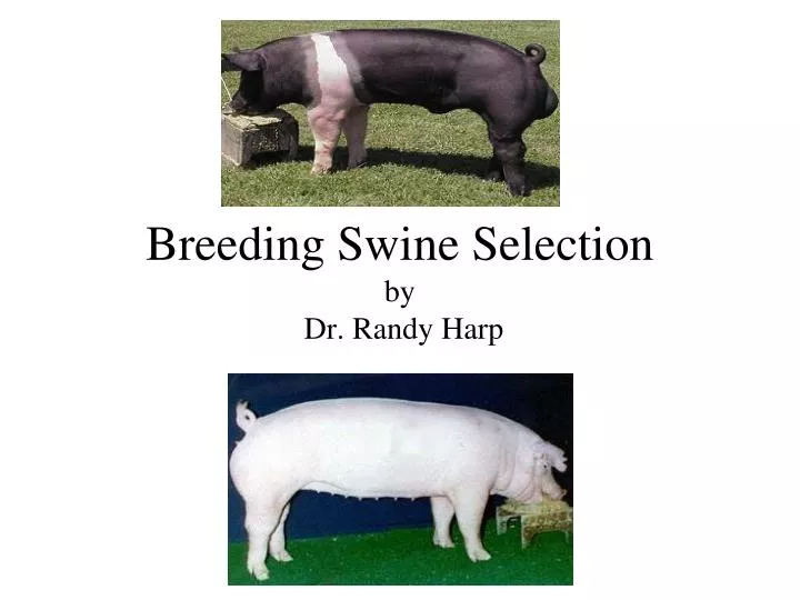 PPT - Breeding Swine Selection by Dr. Randy Harp PowerPoint ...