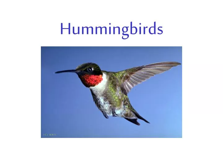 PPT - Hummingbirds PowerPoint Presentation, free download - ID:5555574
