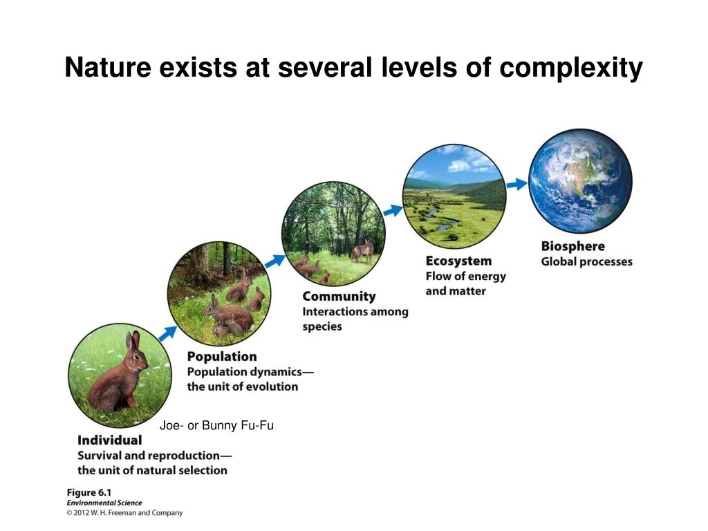 Ppt Chapter 4 Evolution Biodiversity And Community Ecology