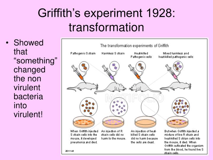 PPT - How Proteins Are Made CHAPTER 12 PowerPoint Presentation - ID:5557523