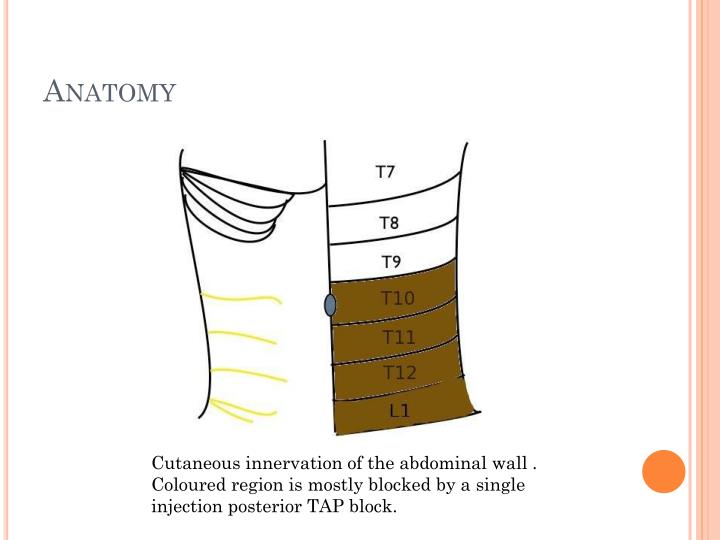 PPT - TRANSVERSUS ABDOMINIS PLANE BLOCK PowerPoint Presentation - ID ...