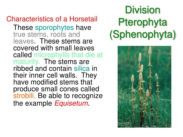PPT - Kingdom: Fungi Division:Chytridiomycota PowerPoint Presentation ...