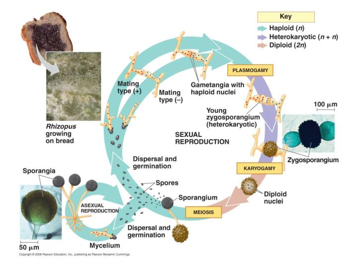 PPT - Kingdom: Fungi Division:Chytridiomycota PowerPoint Presentation ...