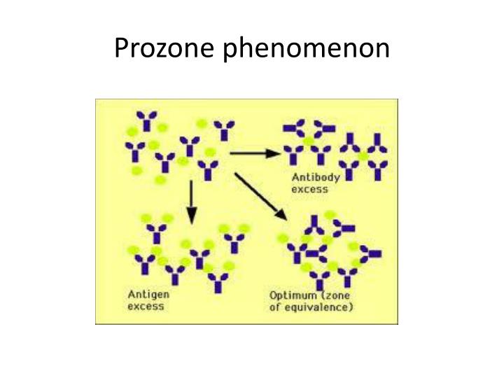 PPT - Agglutination PowerPoint Presentation - ID:5559399