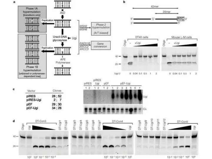PPT - igv PowerPoint Presentation, free download - ID:5560841