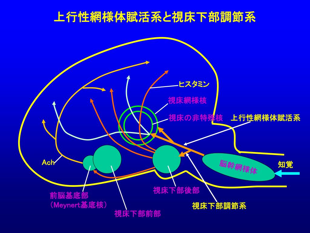 PPT - 上行性網様体賦活系 (古典経路) ascending reticular activating system : ARAS 橋中部 ... PPT - 上行性網様体賦活系 (古典経路) ascending reticular activating system : ARAS 橋中部 ...