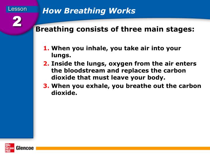 PPT - The Respiratory System PowerPoint Presentation - ID:5563230