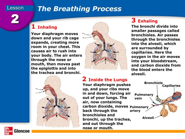 PPT - The Respiratory System PowerPoint Presentation - ID:5563230