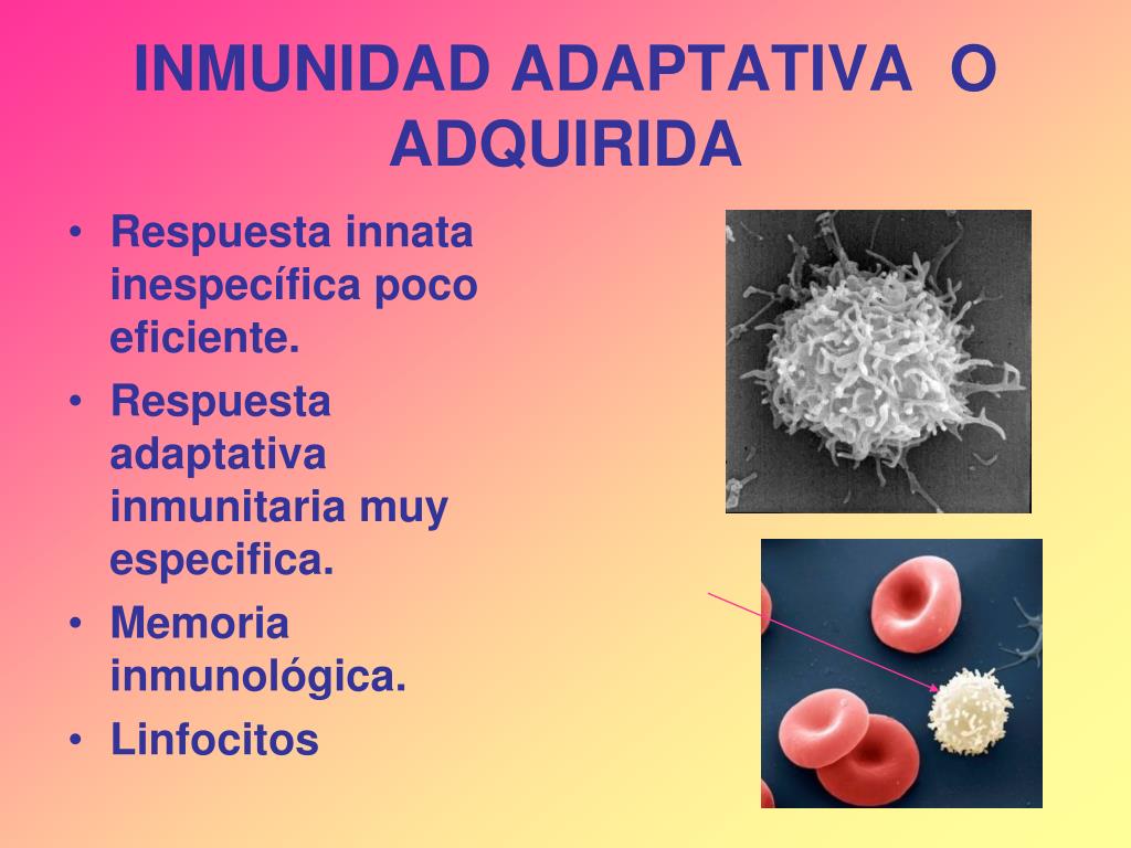 Ppt Inmunidad Powerpoint Presentation Free Download Id 5563496